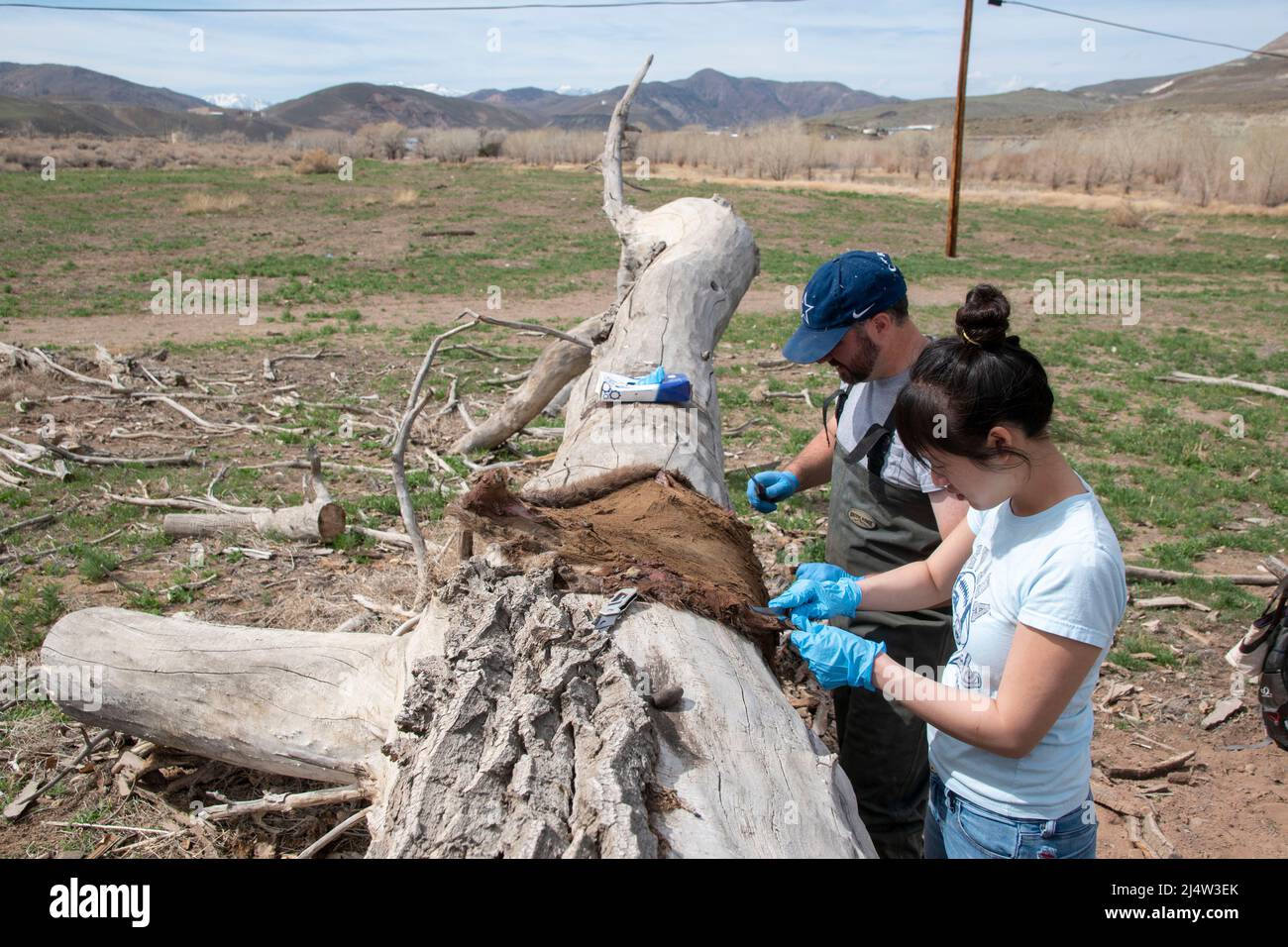 People go beaver hunting east of Reno, NV, USA like this man and his ...