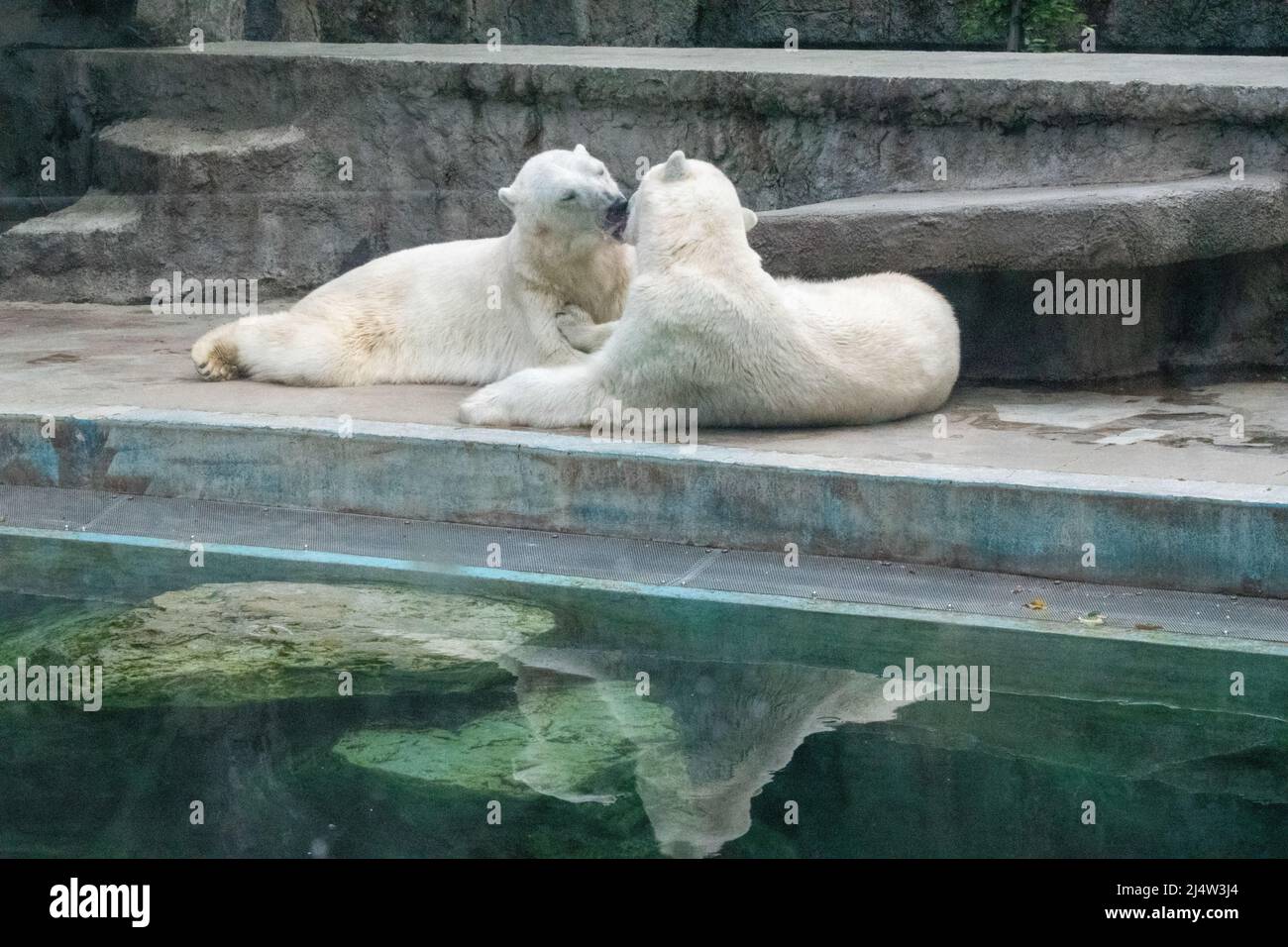 The polar bear (Ursus maritimus) is a hypercarnivorous bear whose ...