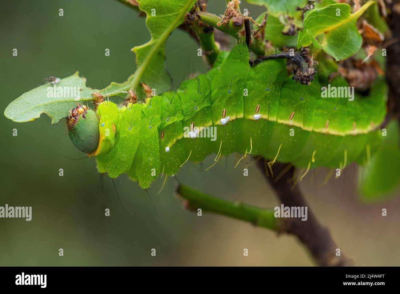 Silkmoth hi-res stock photography and images - Alamy