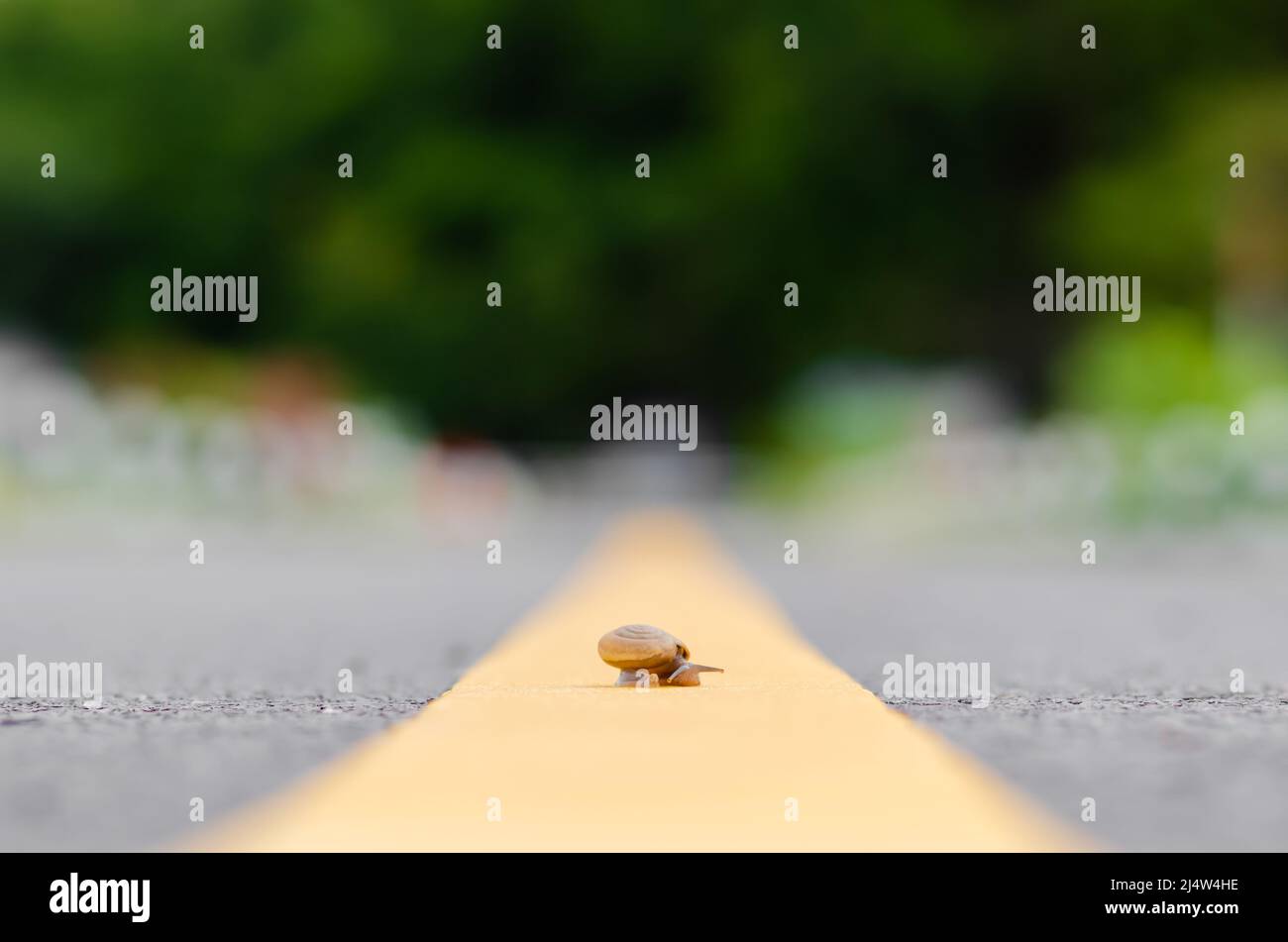 A snail crossing on the middle way of road alone. Road traffic safety ...