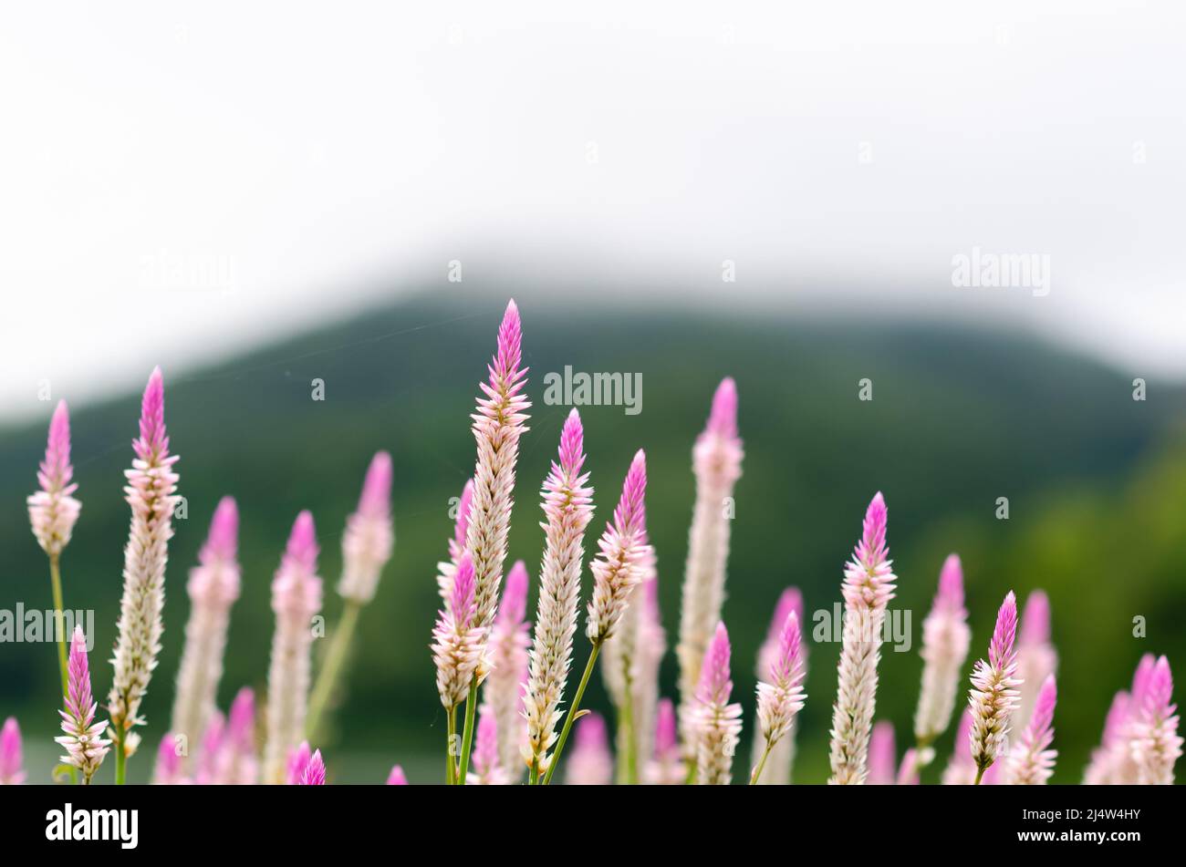 Pink and white Plumed Cockscomb flower with green blurred background of ...