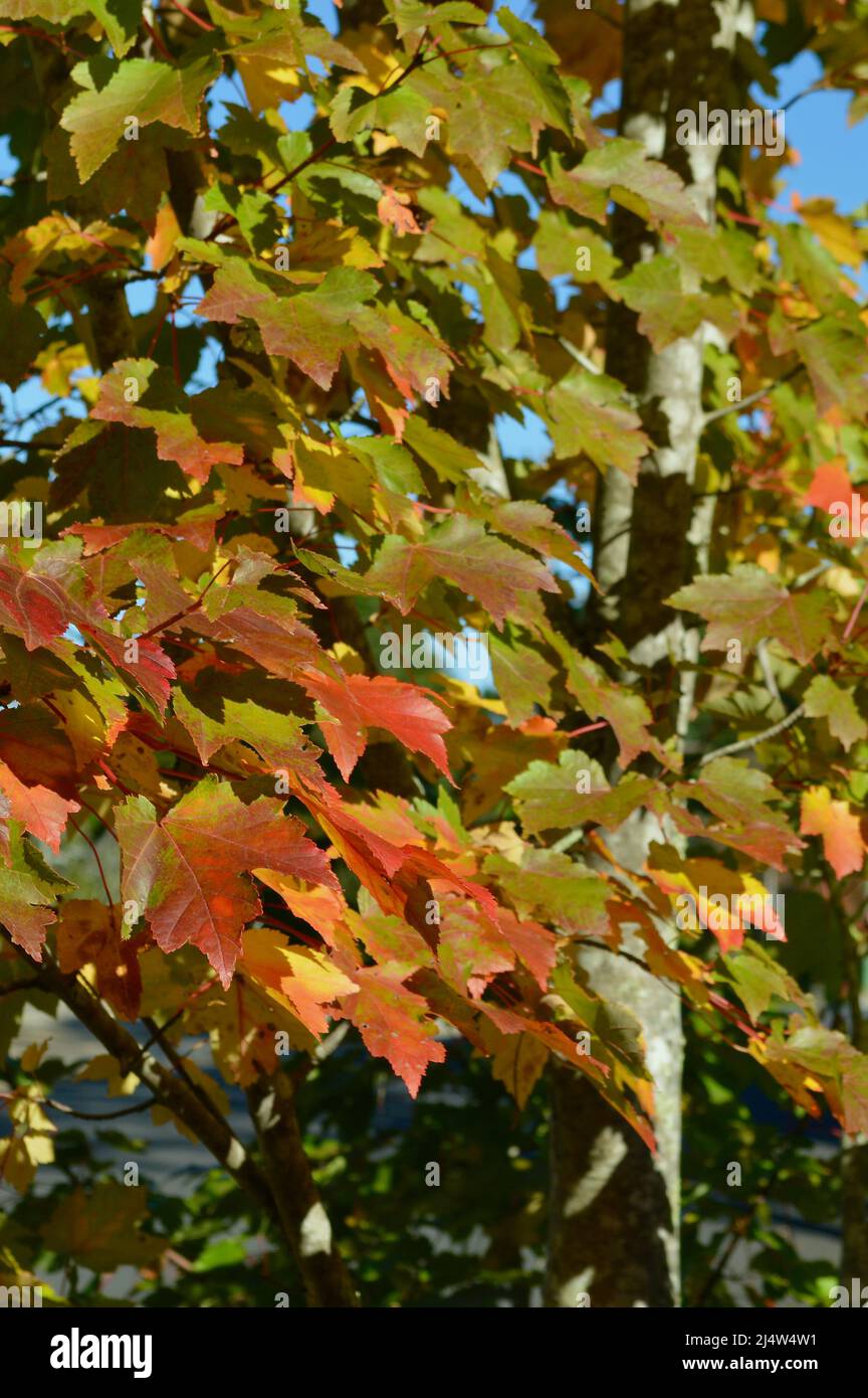 Autumn color at Lawson in the Blue Mountains of Australia Stock Photo ...