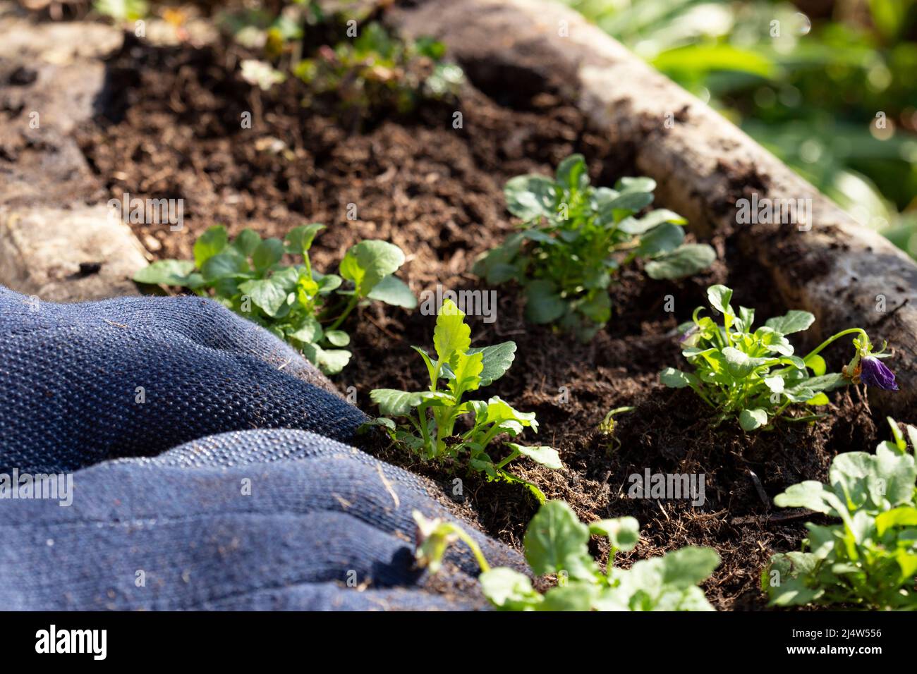 Person planting viola bedding plants in a stone container. Planting ...