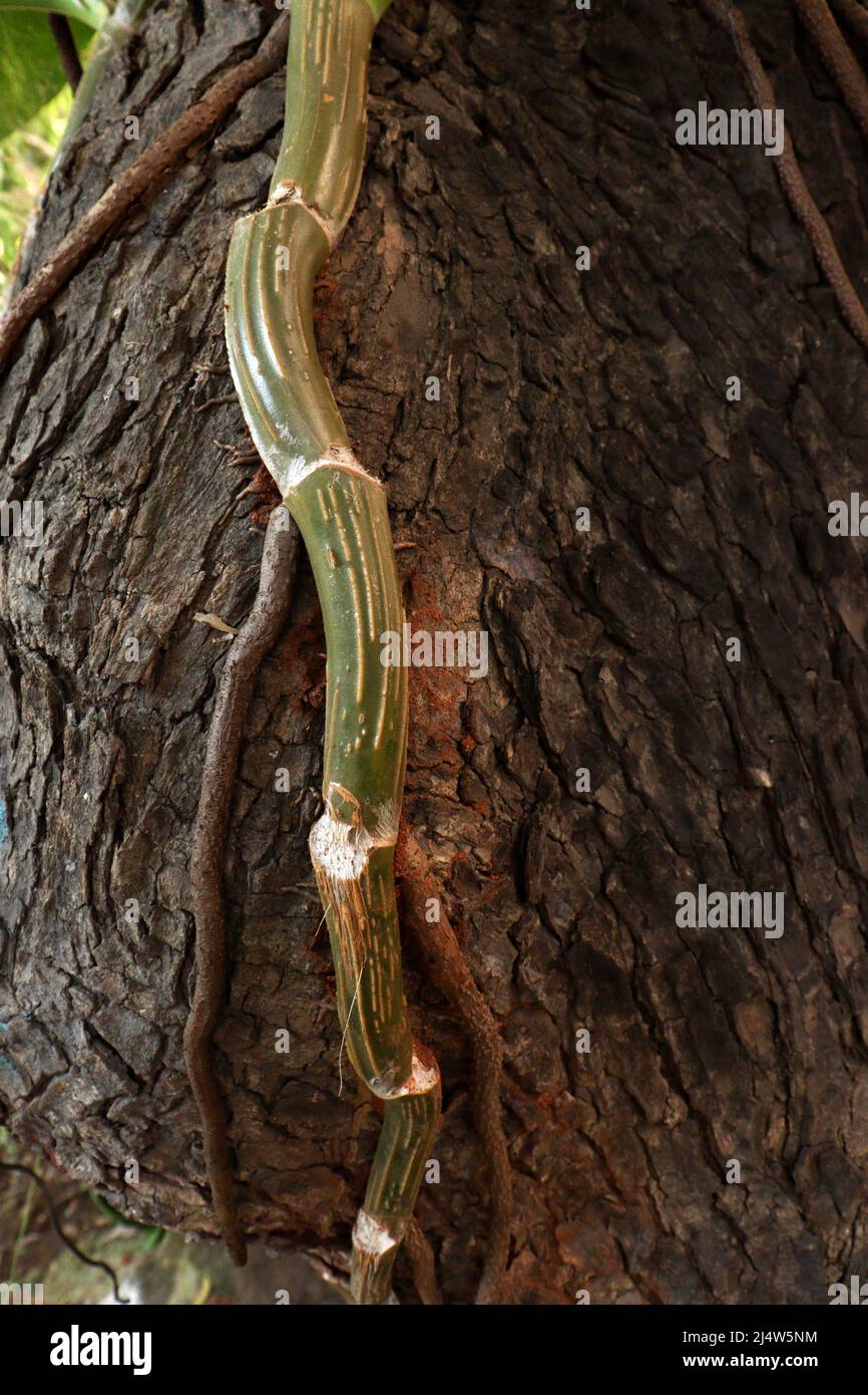 indoor money plant root on the tree Stock Photo - Alamy