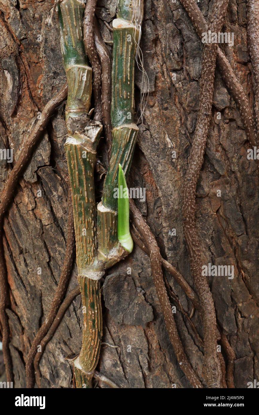Money plant roots hi-res stock photography and images - Alamy
