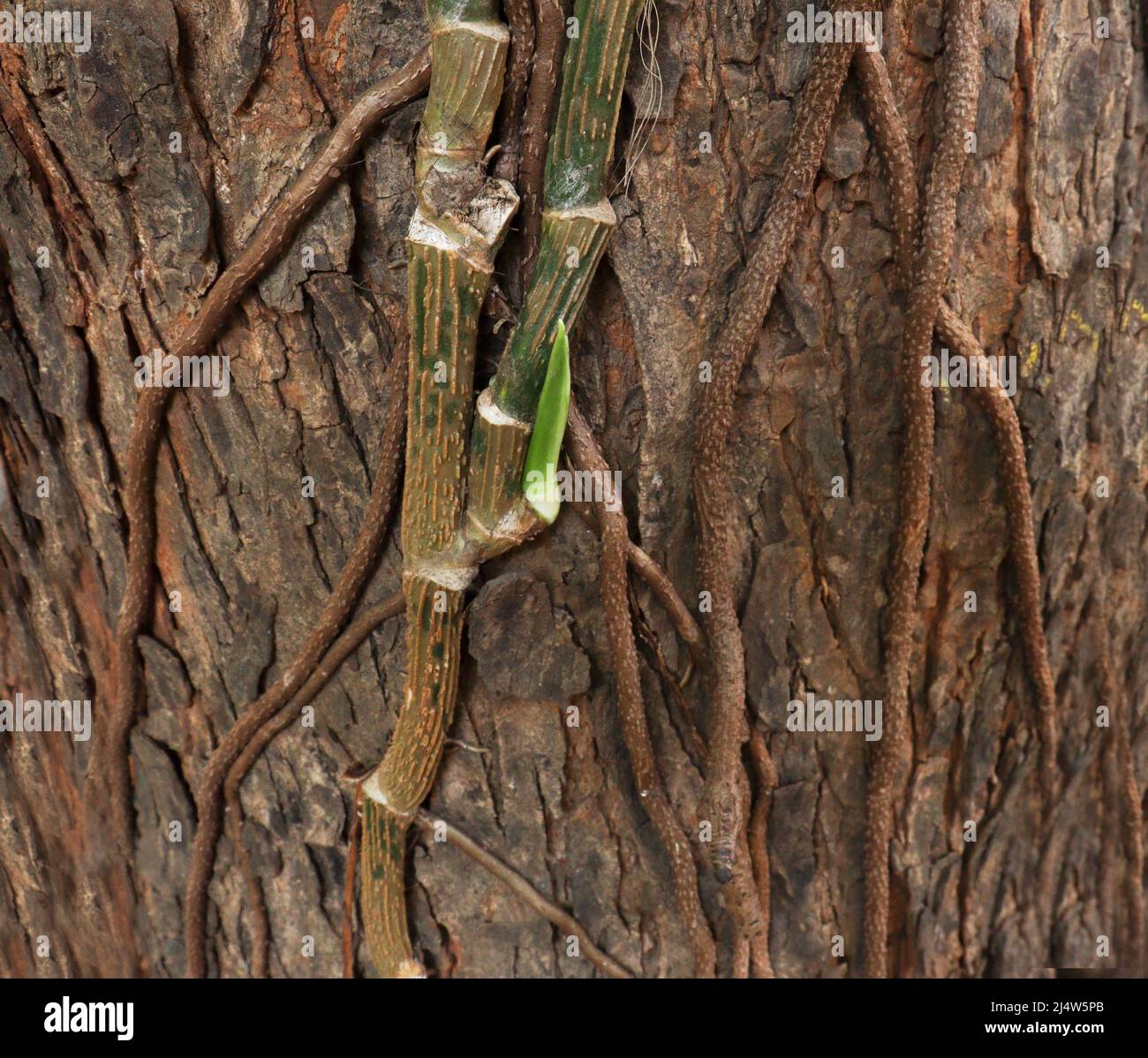 indoor money plant root on the tree Stock Photo - Alamy