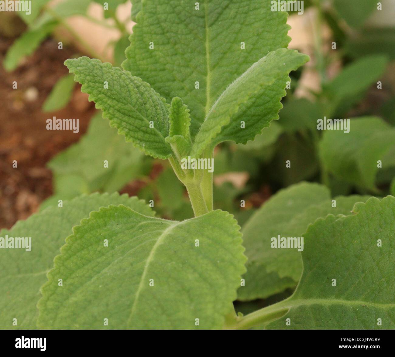 Country borage herb (Local name: Kapparawalliya ) karpooravalli leaf ...