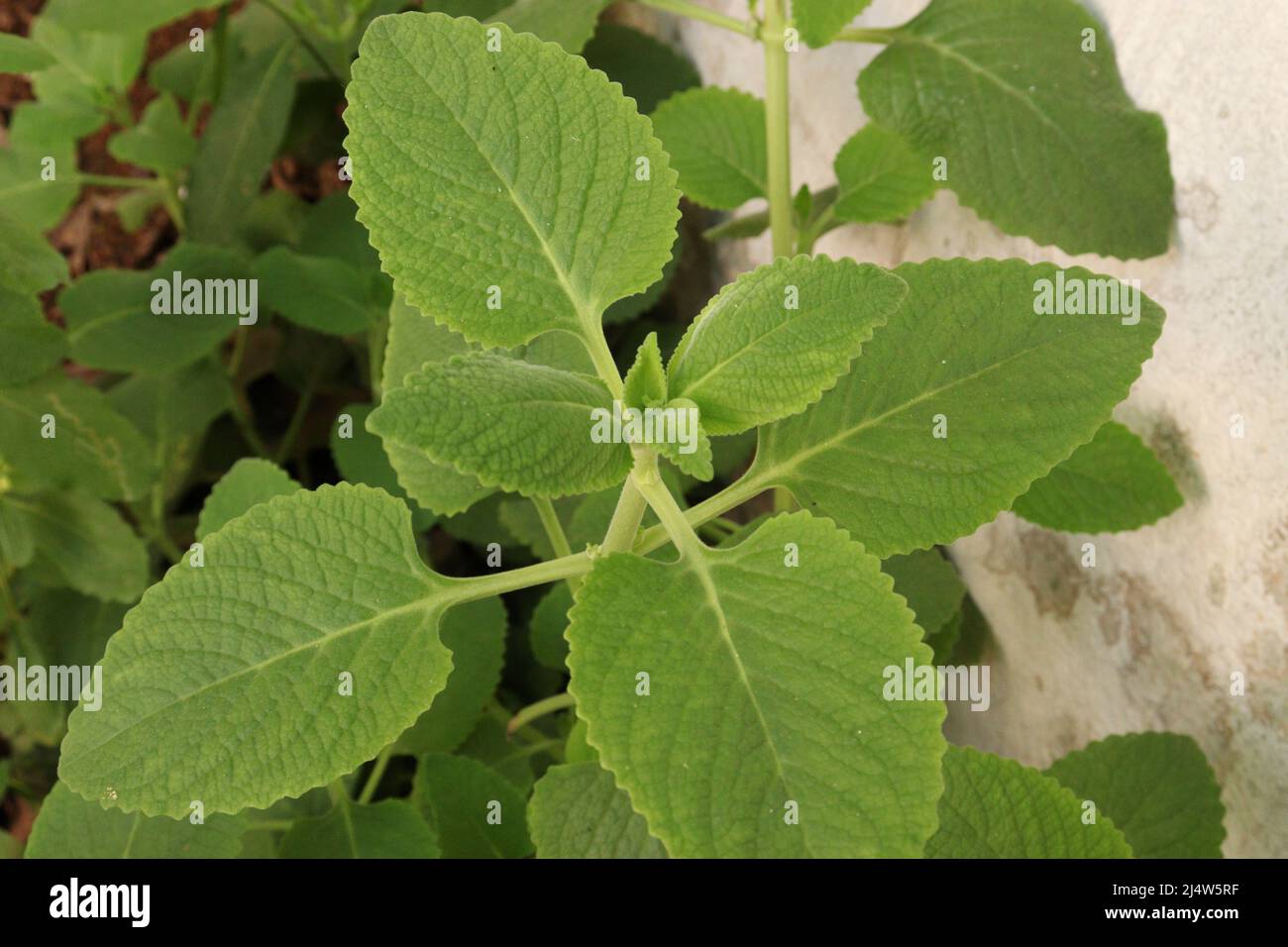 Country borage herb (Local name: Kapparawalliya ) karpooravalli leaf ...