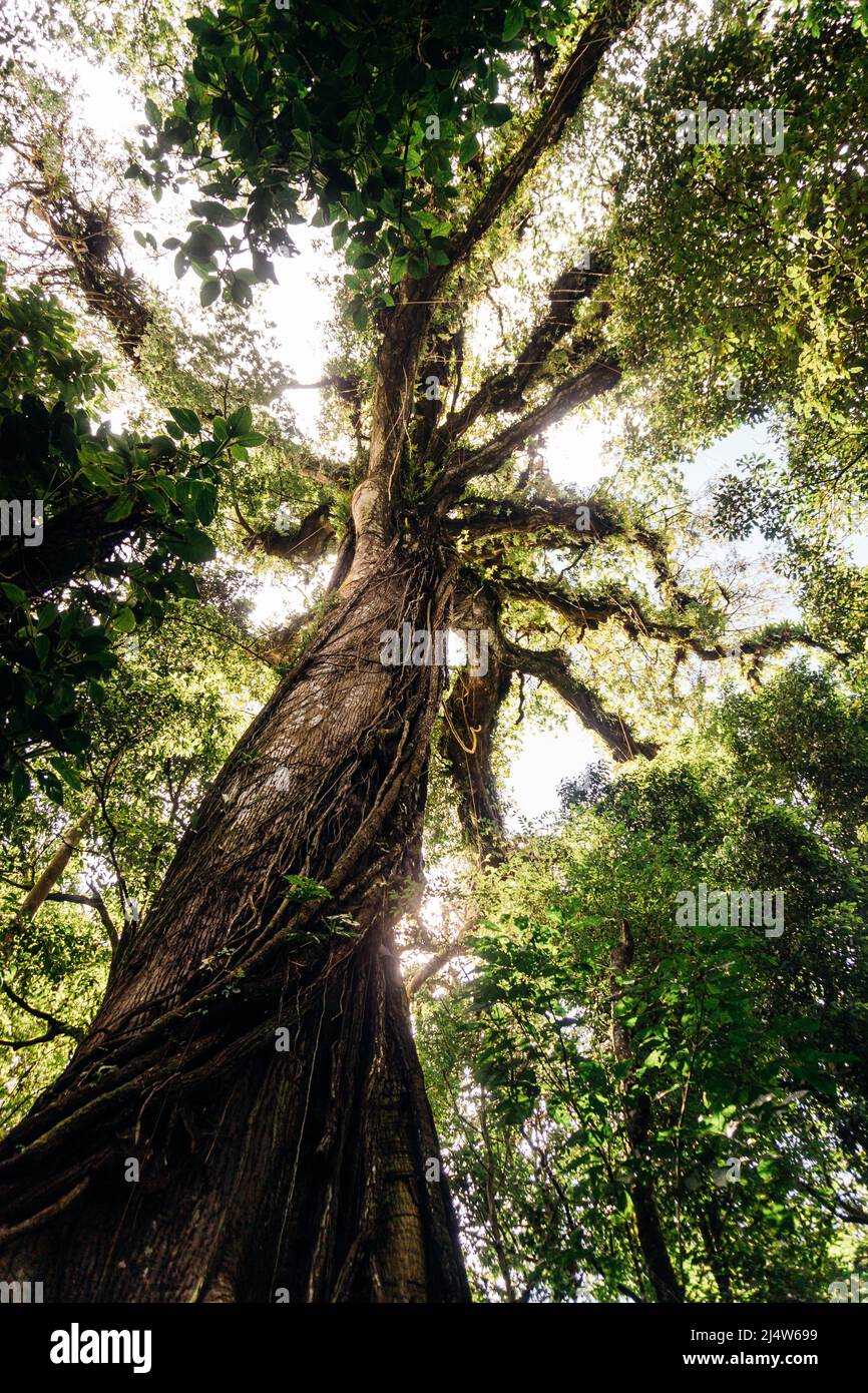 Old big tree in the middle of a green jungle forest Stock Photo - Alamy