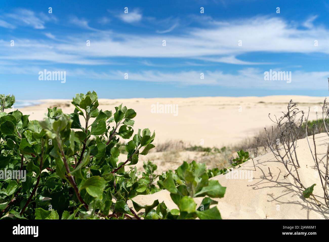 Sand Dunes Anna Bay, Australia Stock Photo - Alamy