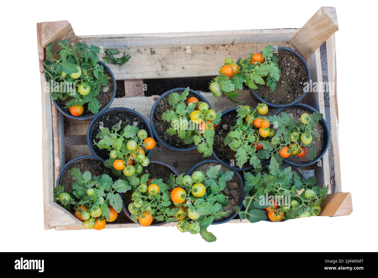 Fresh organic tomatoes in case on white background Stock Photo - Alamy