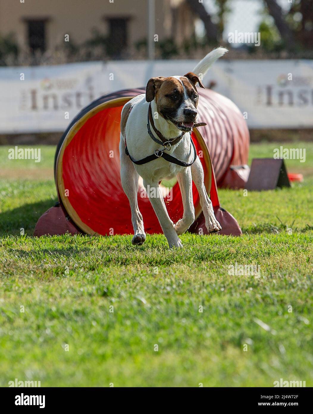 Training dog jump hi-res stock photography and images - Alamy