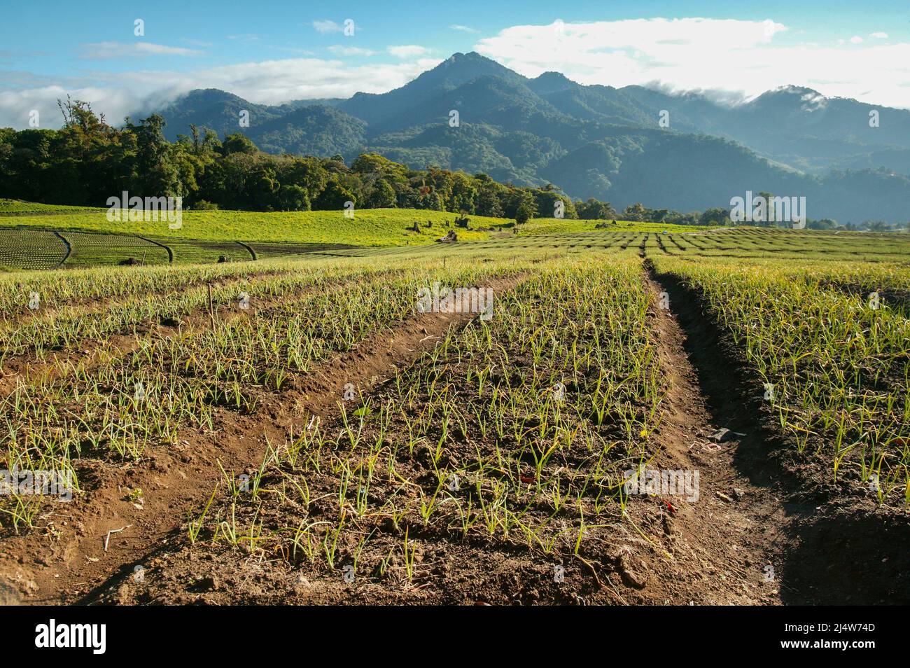 Farmlands and agricultural fields in the highlands of the Chiriqui ...