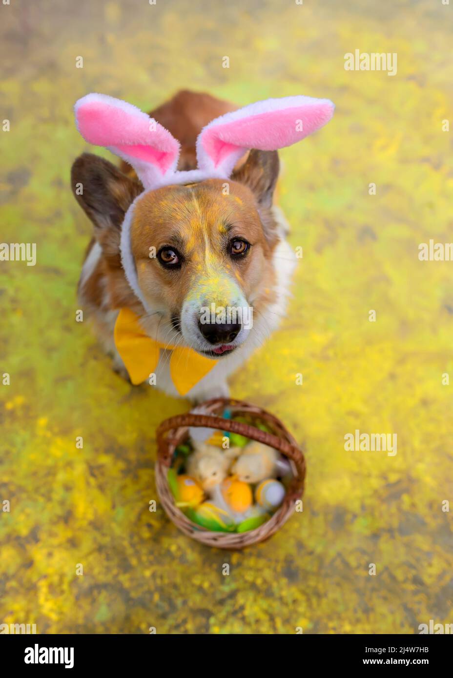 cute corgi dog puppy in Easter bunny ears sits with a basket of eggs ...