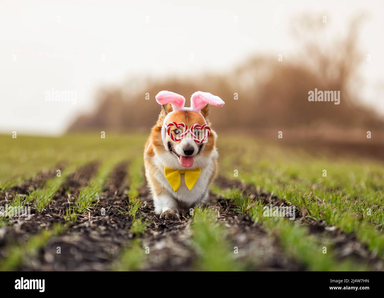 cute corgi dog puppy in Easter bunny ears runs through a green spring ...