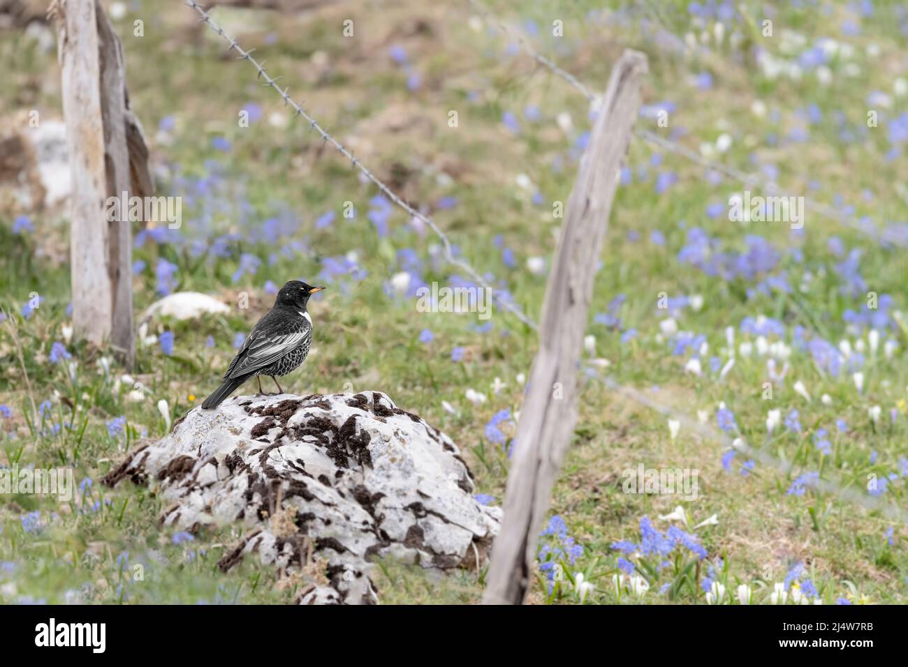 Ring ouzel male in mountain region (Turdus torquatus alpestris Stock ...