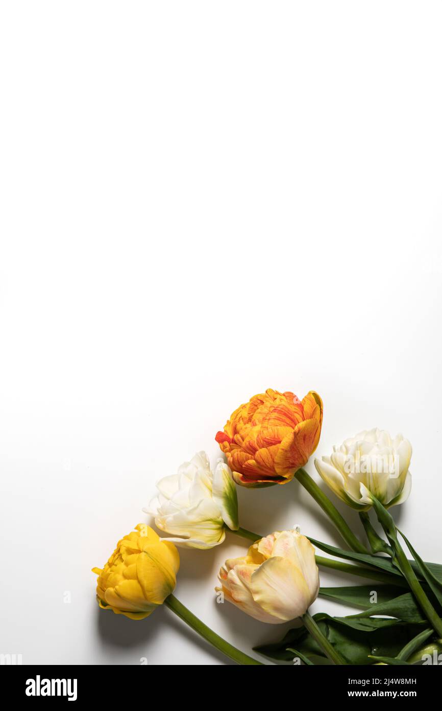 tulip flowers bouquet on white background. Flat lay, top view floral ...