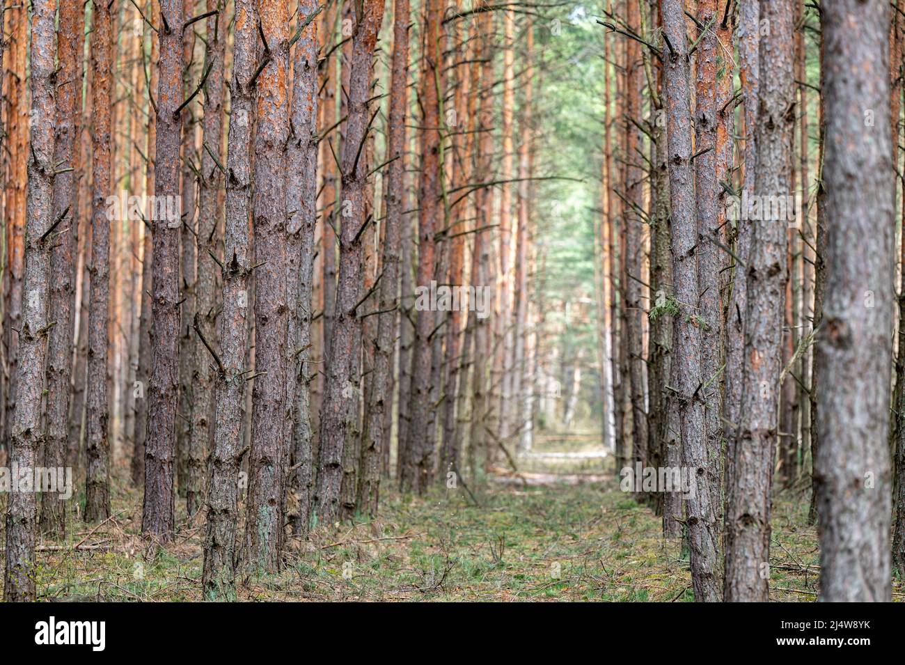Area dividing line in the forest and a fire road. Kampinos National ...