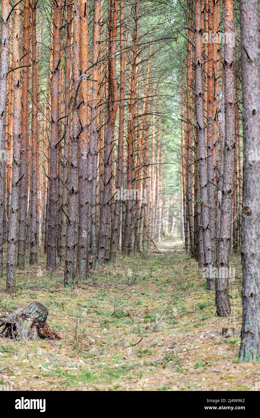 Area dividing line in the forest and a fire road. Kampinos National ...