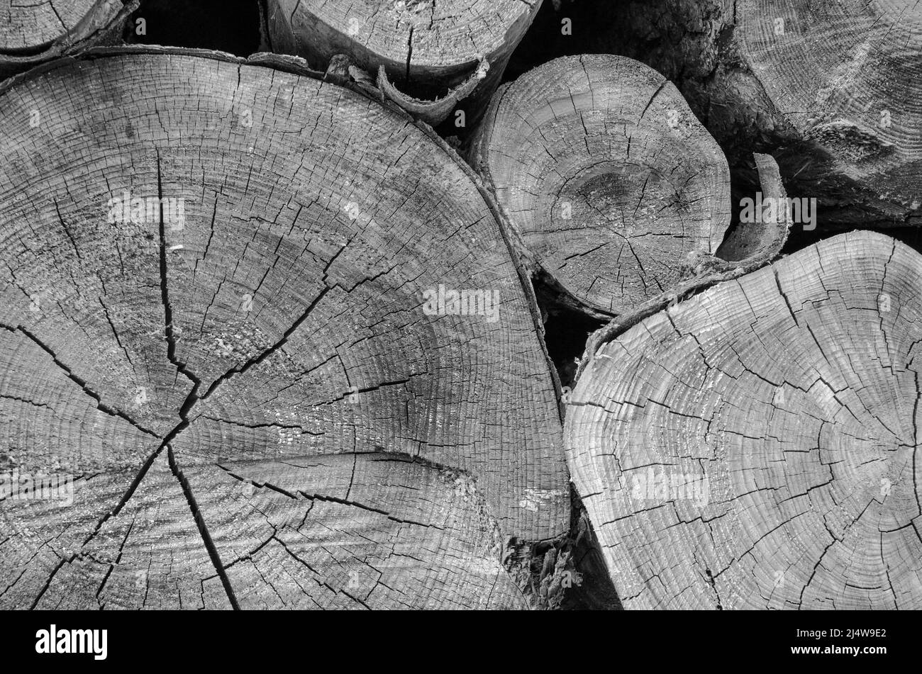 Black and white cross section patterns hi-res stock photography and ...