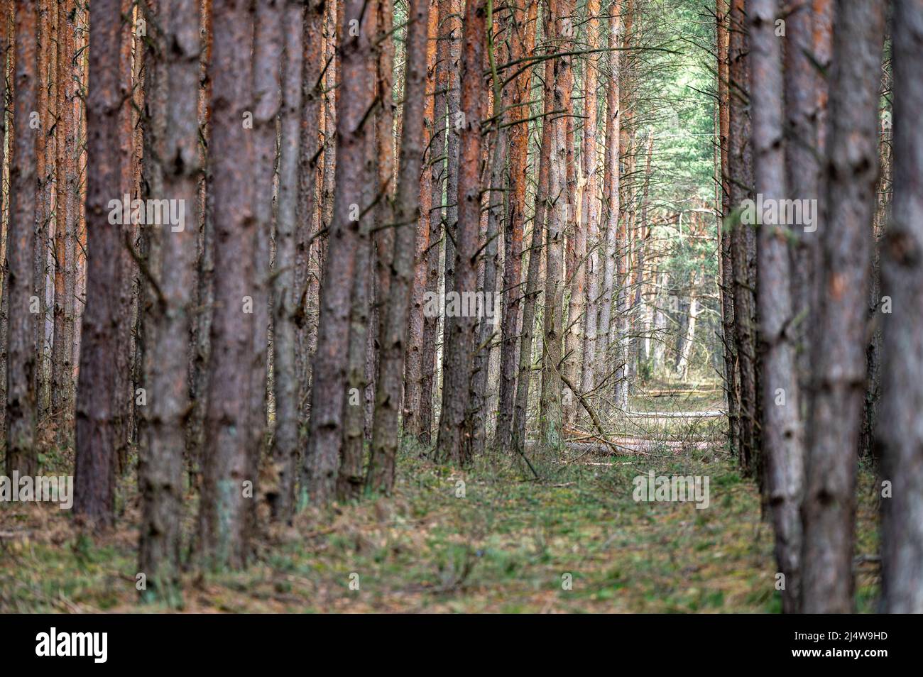 Area dividing line in the forest and a fire road. Kampinos National ...