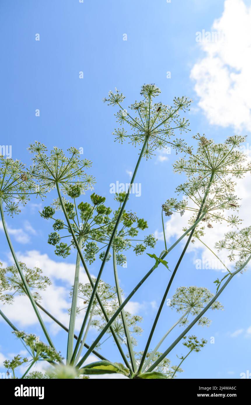 Heracleum mantegazzianum, known as Hogweed, Apiaceae, cartwheel-flower ...