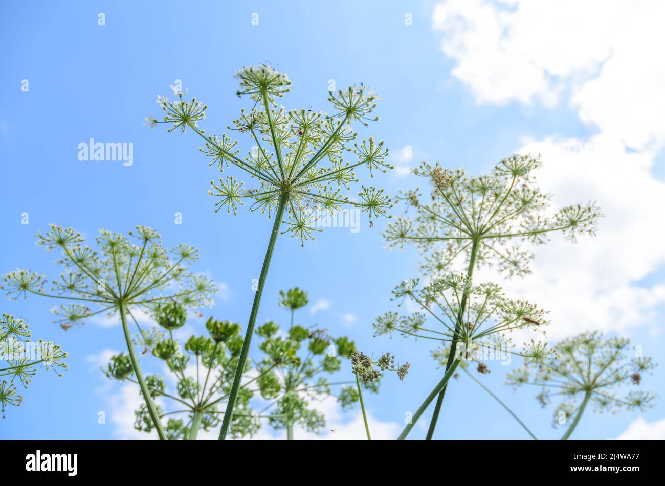 Heracleum mantegazzianum, known as Hogweed, Apiaceae, cartwheel-flower ...