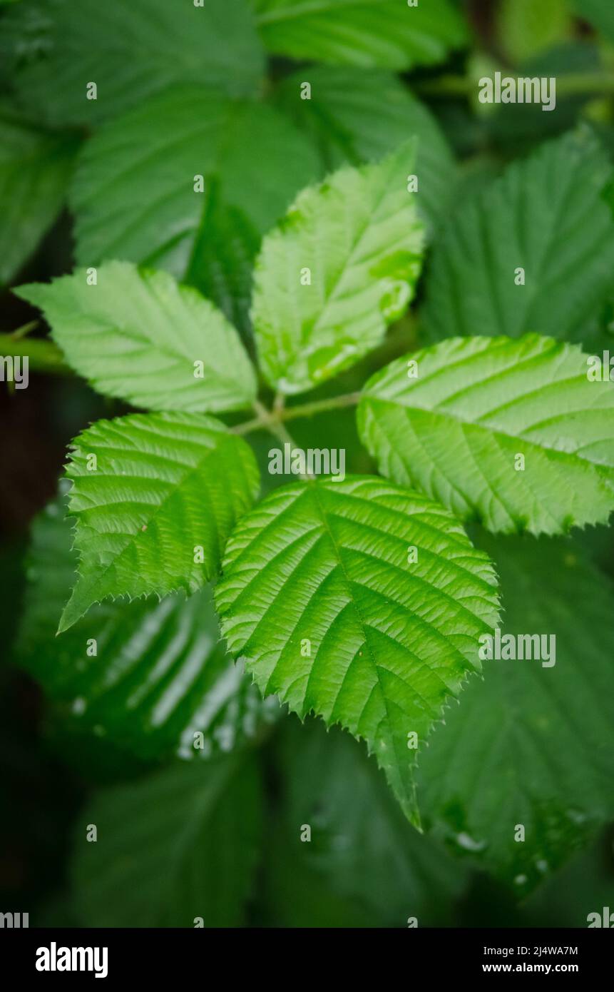 Green leaves of the Rubus allegheniensis plant, known as Allegheny ...