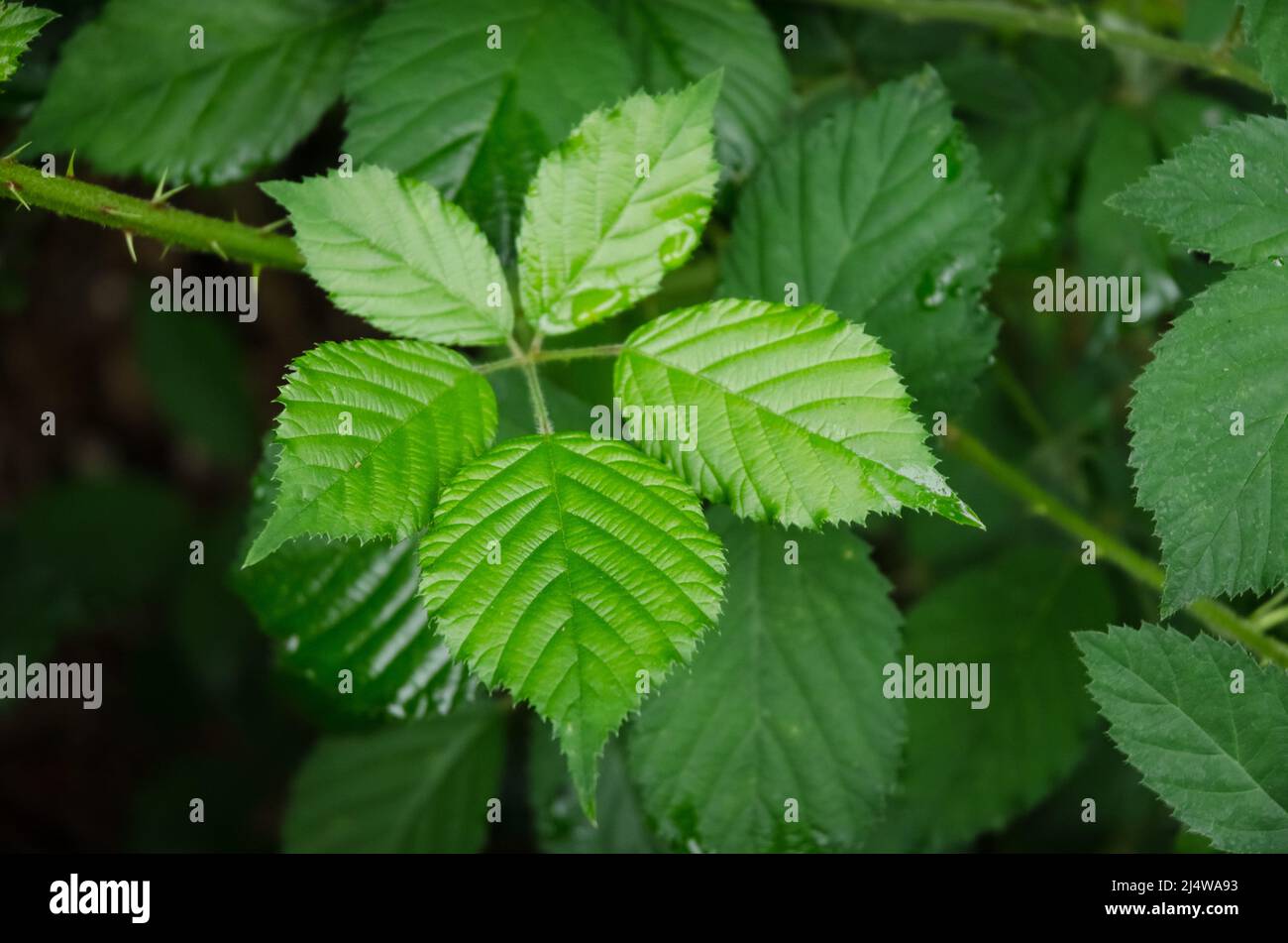 Green leaves of the Rubus allegheniensis plant, known as Allegheny ...