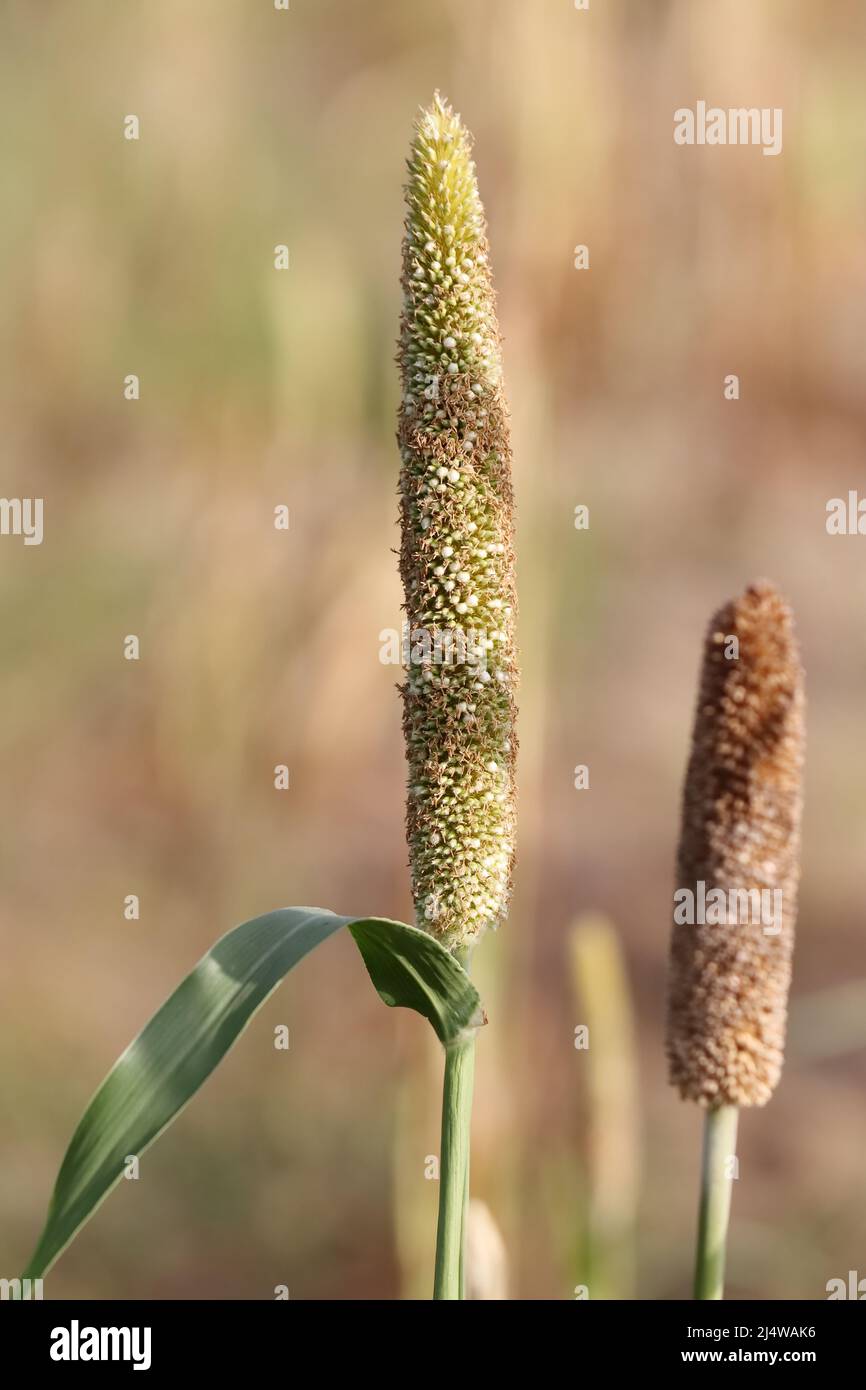 Close-up photo of Millet fruit on millet crop in the field, india Stock ...