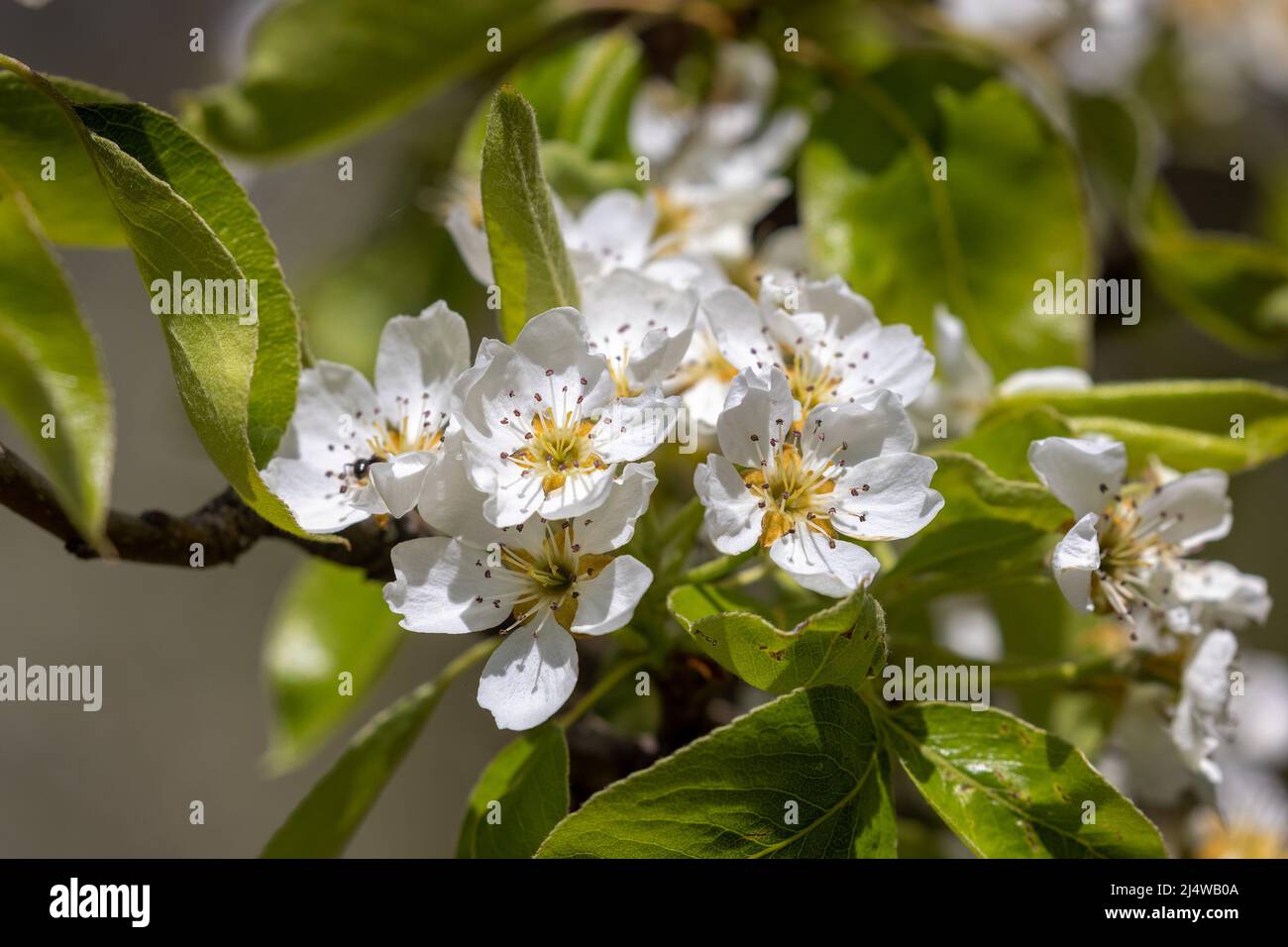 Pear flower hi-res stock photography and images - Alamy