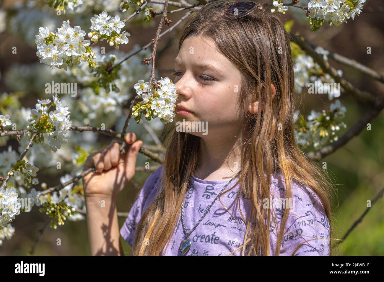 A girl in the cherry tree in bloom Stock Photo - Alamy
