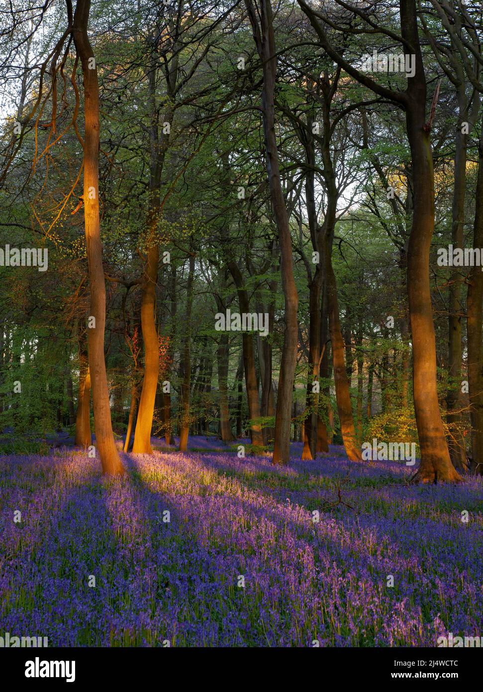 Long shadows early morning in a Bluebell Wood Stock Photo - Alamy