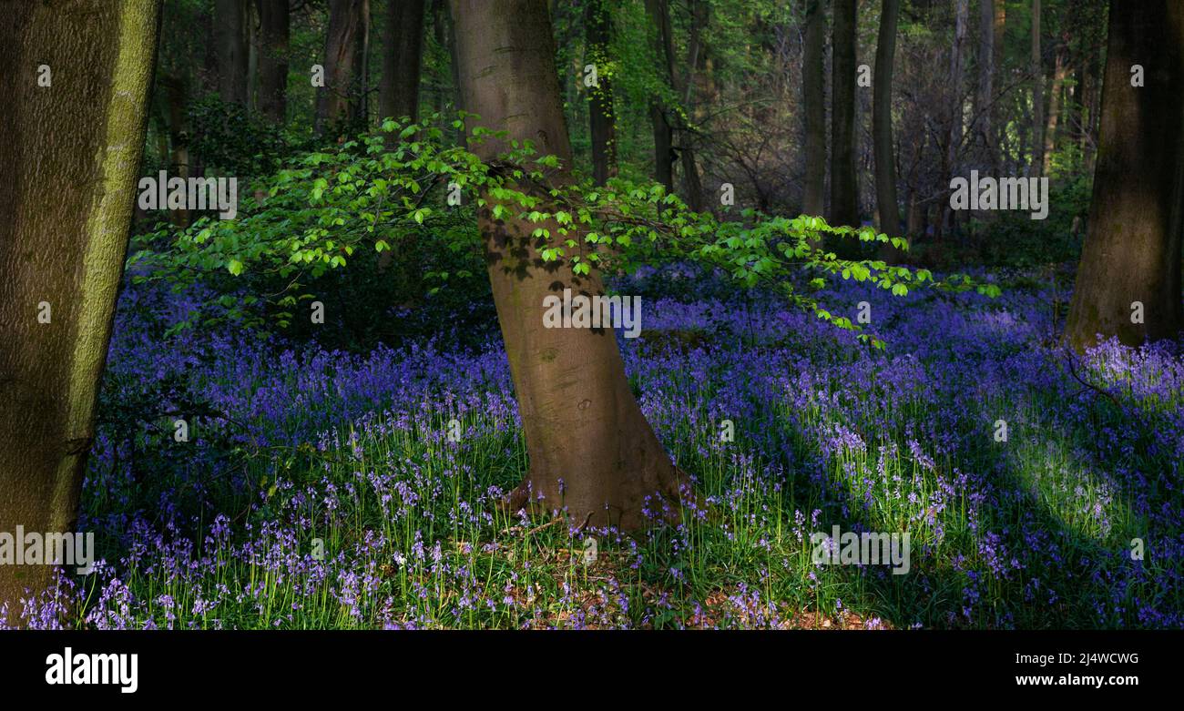 English bluebell woodland with sunshine and shade hi-res stock ...