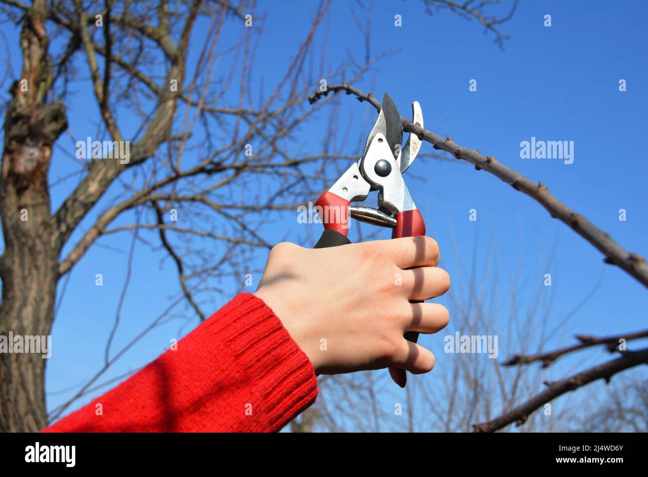 Pruning trees in spring. A close-up of a gardener’s hand cutting off a ...