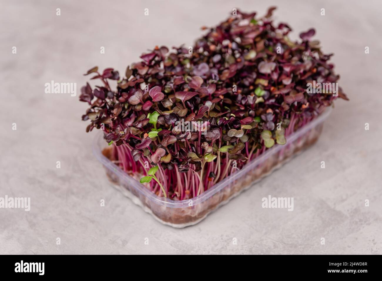 Microgreens. Sprouted radish seeds. Vegan and healthy eating concept ...