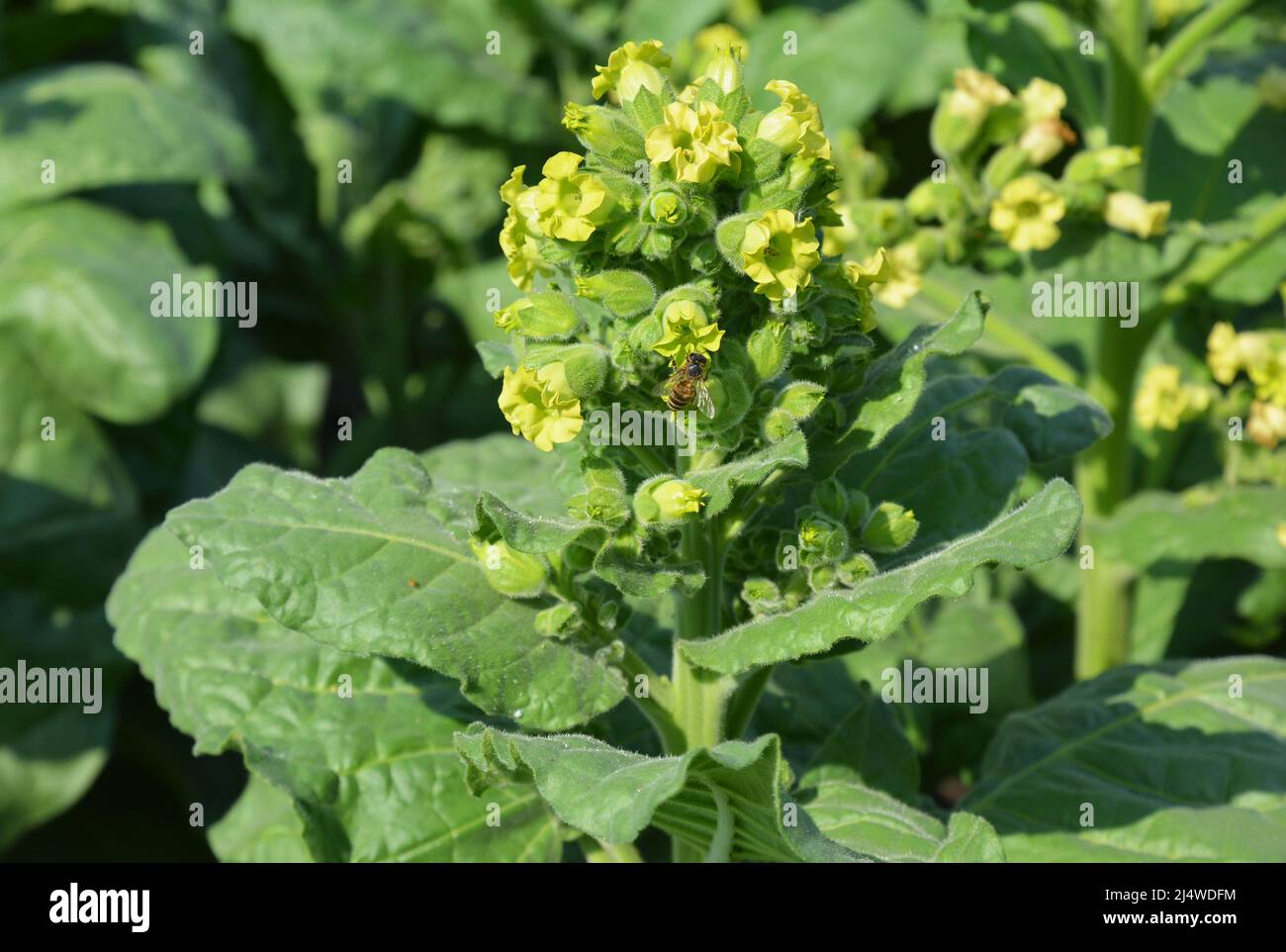 Nicotiana Rustica, or Aztec tobacco is blooming with yellow small ...