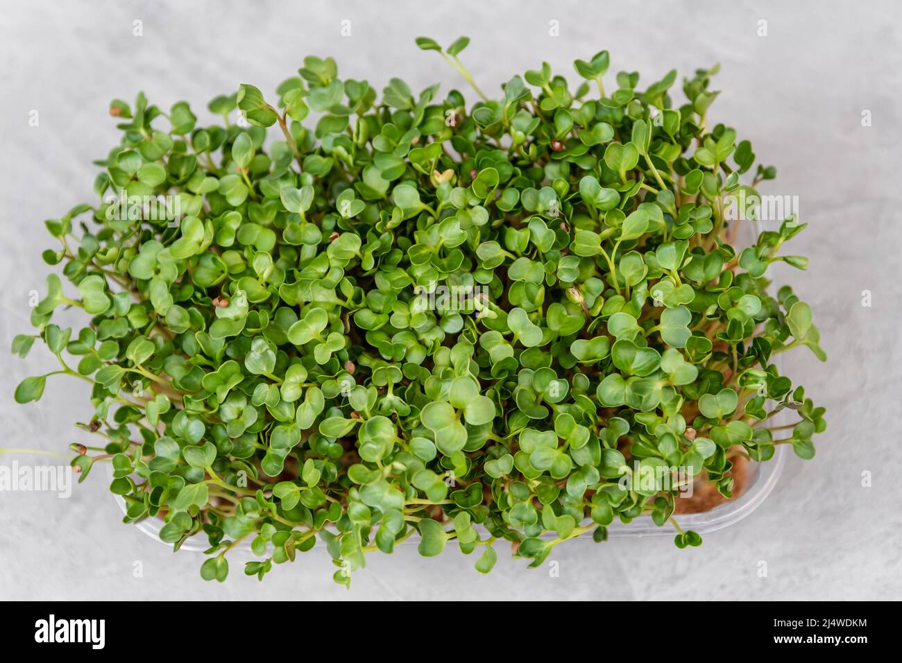 Juicy fresh microgreens growing hi-res stock photography and images - Alamy