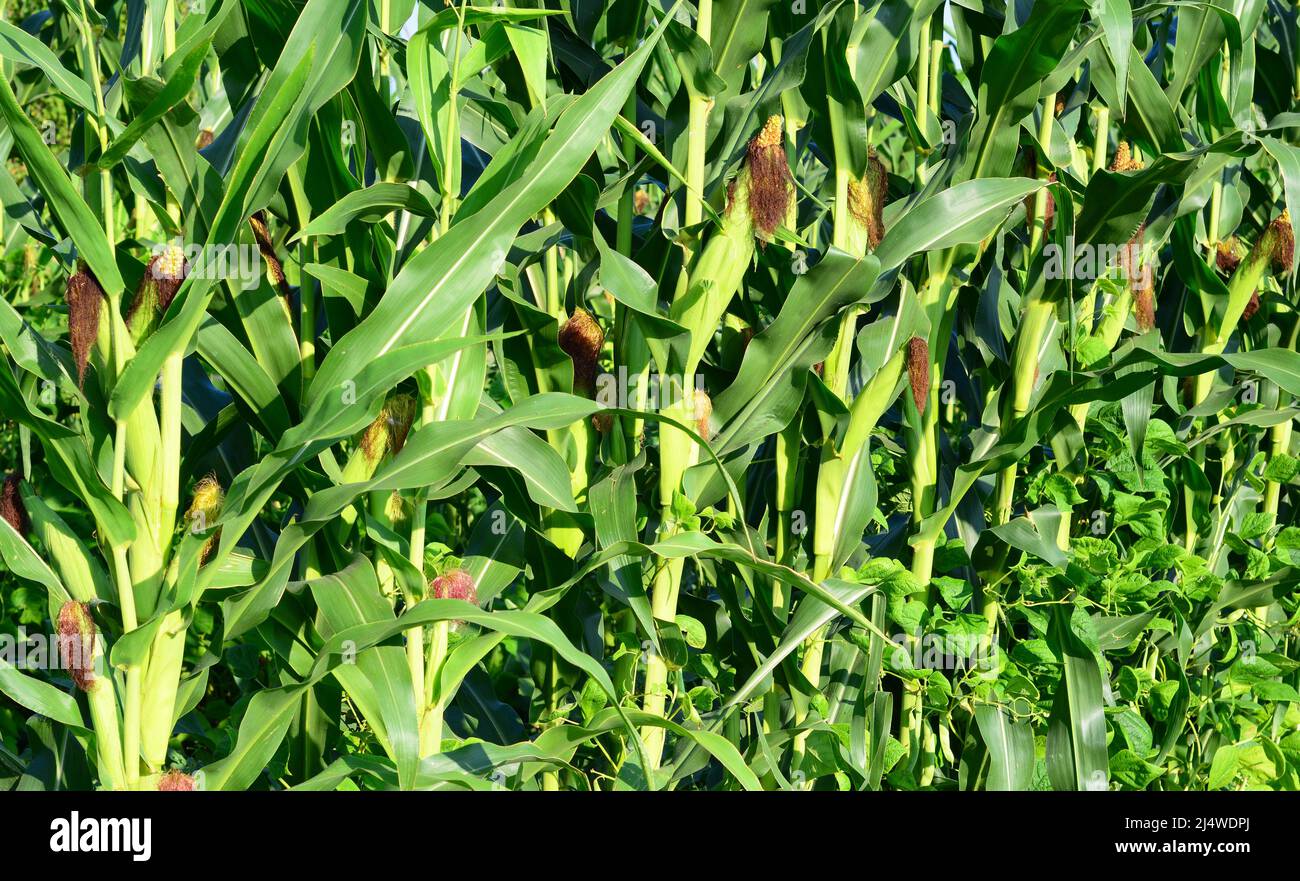 Growing corn and beans together. A close-up of a high-yield corn with ...