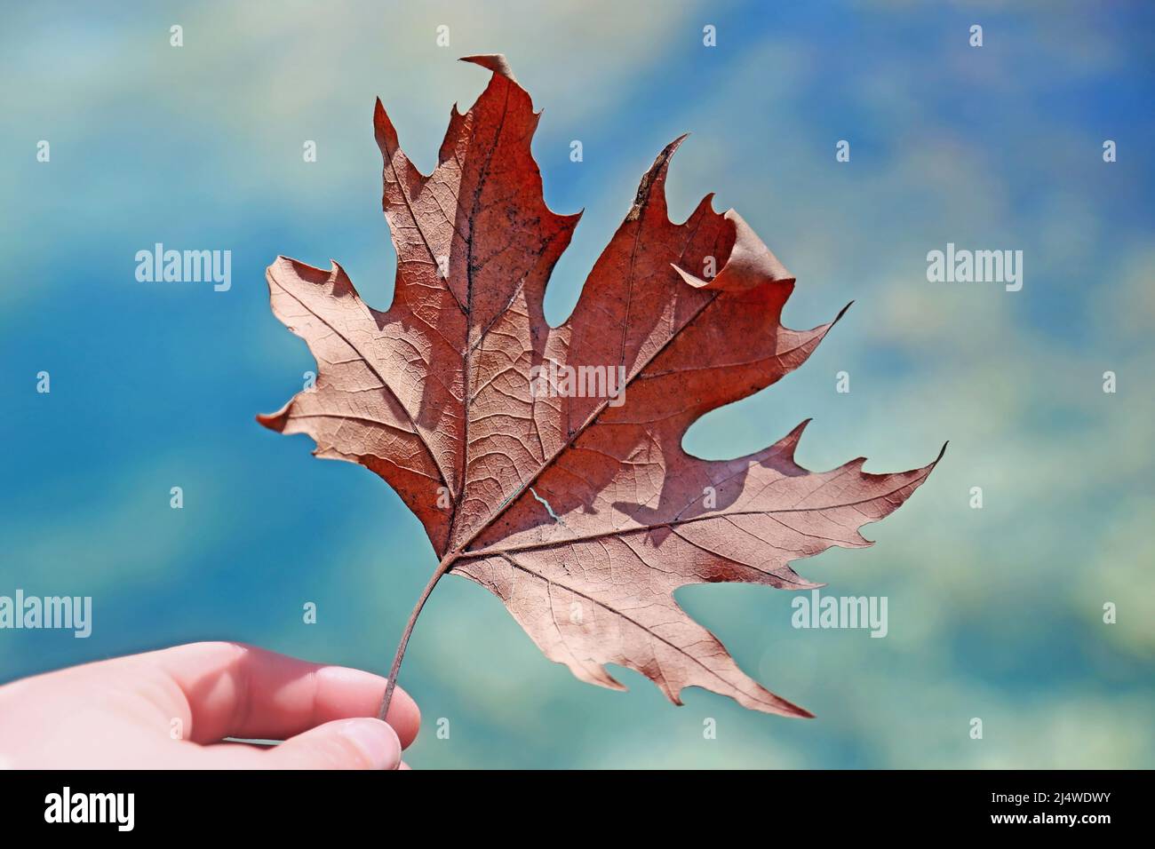 close up of autumn red leaf in front of the river Greece Stock Photo ...