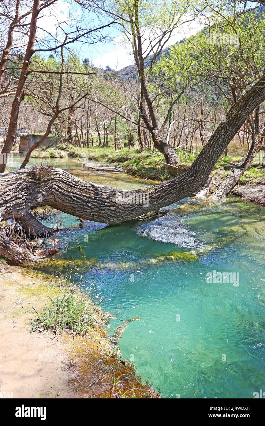 fallen tree bark inside the river - spring forest landscape at Achaia ...