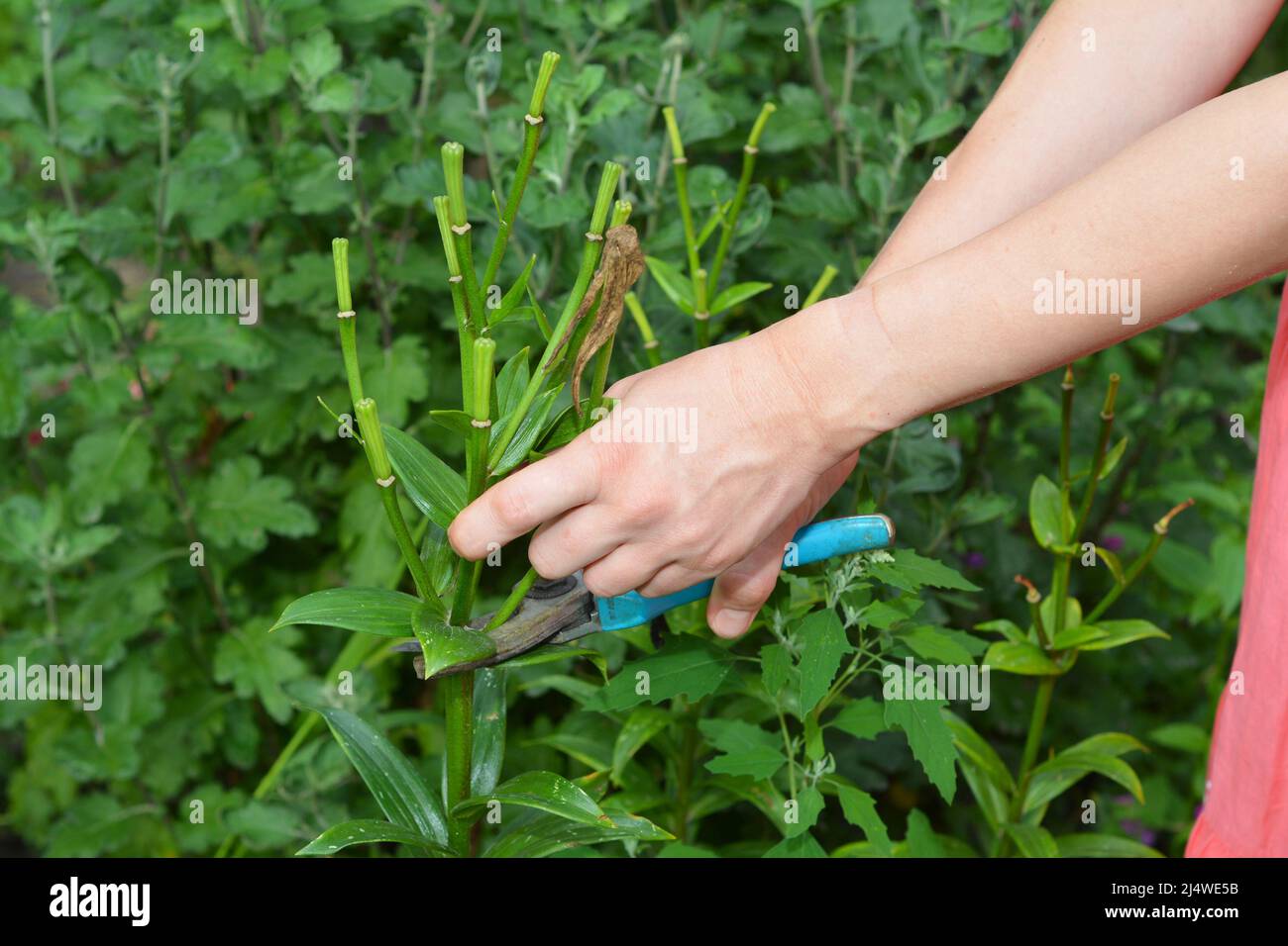 Lilies deadheading. A gardener is cutting off spent lily flowers ...