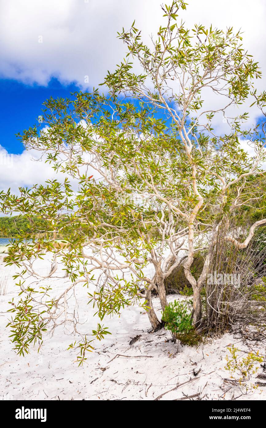 Paperbark trees (Melaleuca quinquenervia) on the bank of the stunning ...