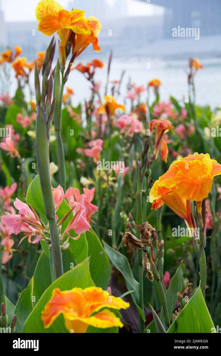 Cluster of lilies hi-res stock photography and images - Alamy