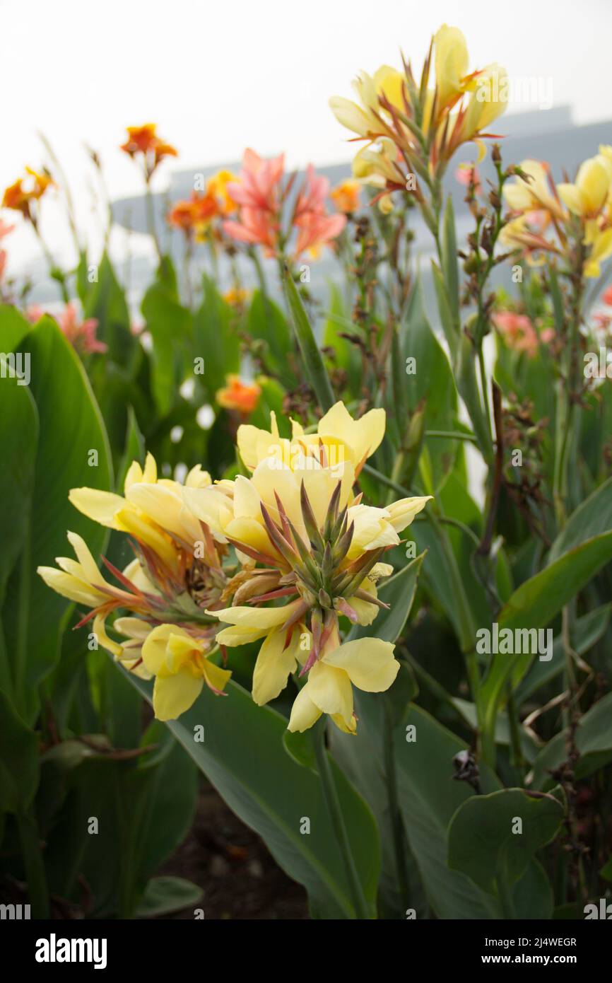 Cluster of lilies hi-res stock photography and images - Alamy