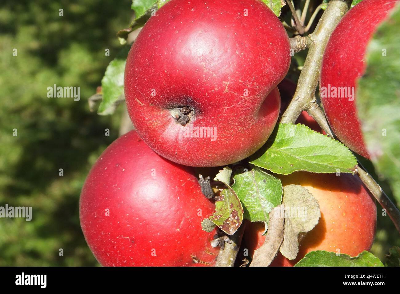 Nahaufnahme apfelkuchen hi-res stock photography and images - Alamy