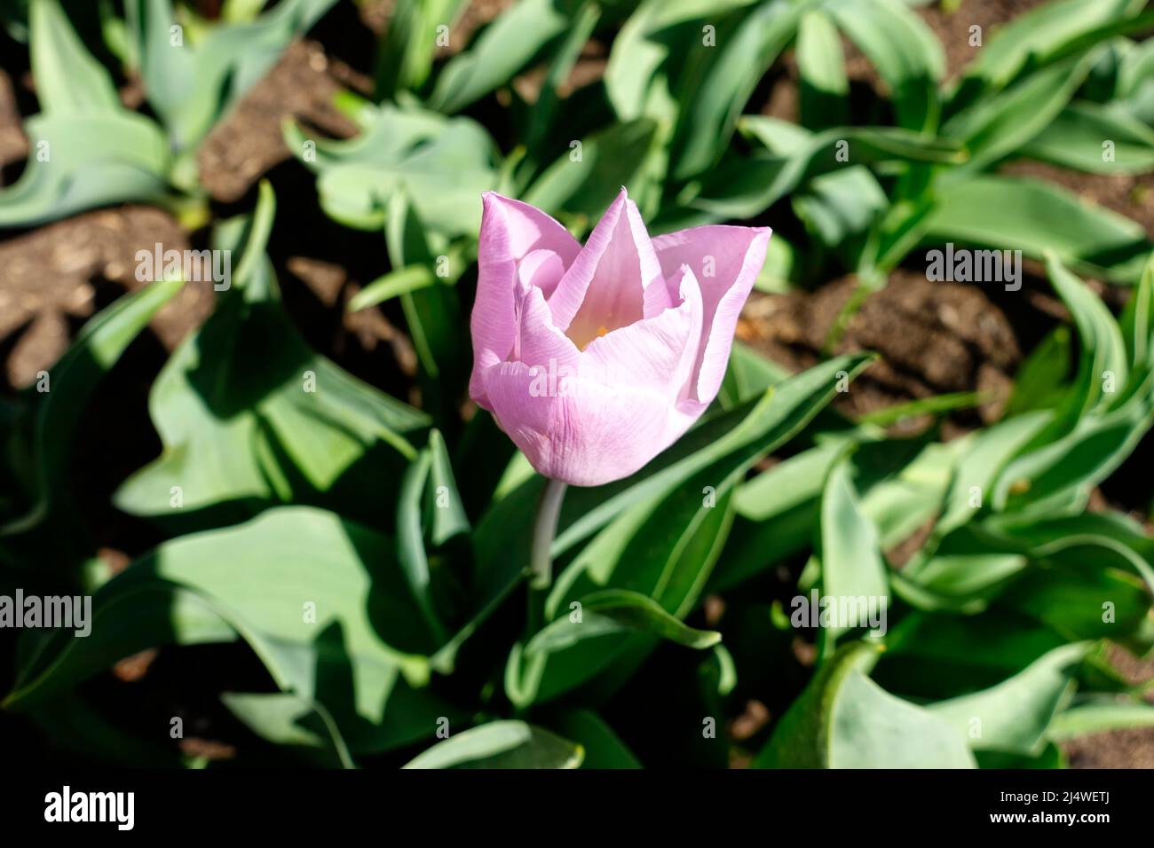Lily like tulip hi-res stock photography and images - Alamy