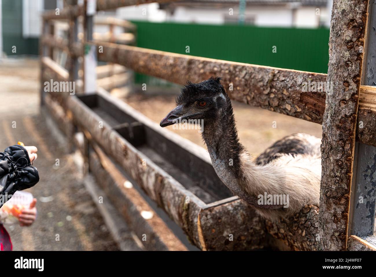ostrich takes food from a woman's hand, feeding an ostrich at the zoo ...