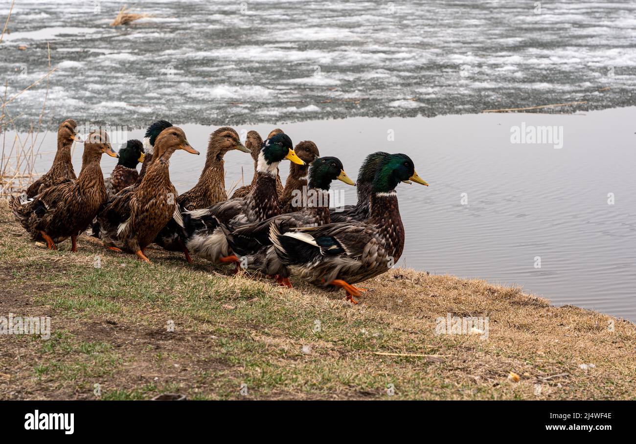 Duck rice field fields hi-res stock photography and images - Alamy