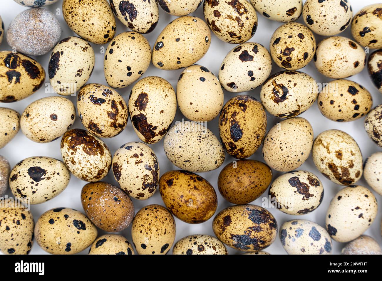 Easter composition. Easter background. Easter quail eggs. Quail eggs on ...